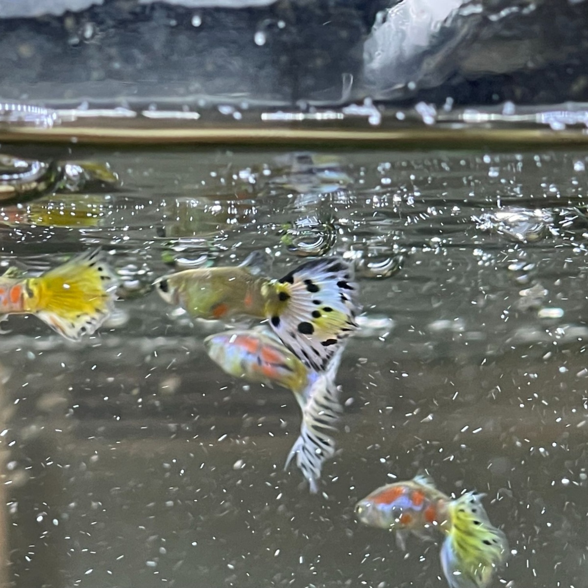 Our new fish friends - Loughton School